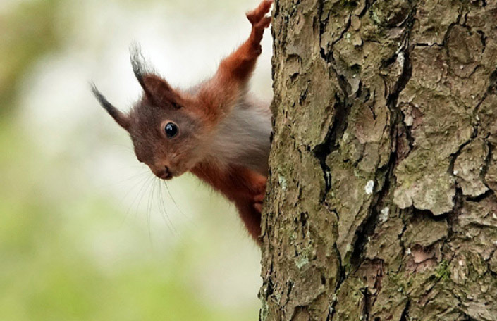 National Tree Day - Biosphere